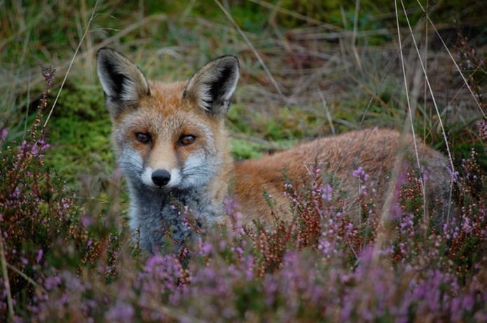 Vos | Beleef de Hoge Veluwe