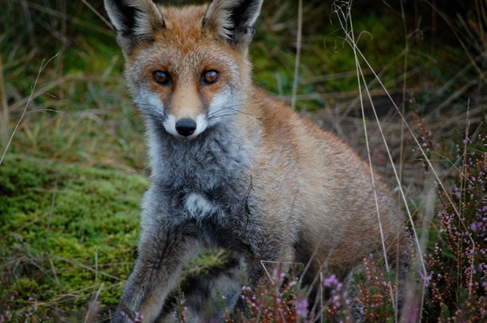 Vos | Beleef de Hoge Veluwe