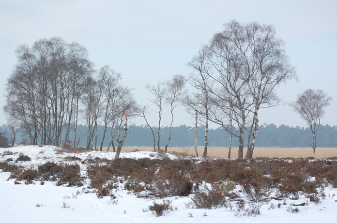 Berken in winter | Beleef de Hoge Veluwe