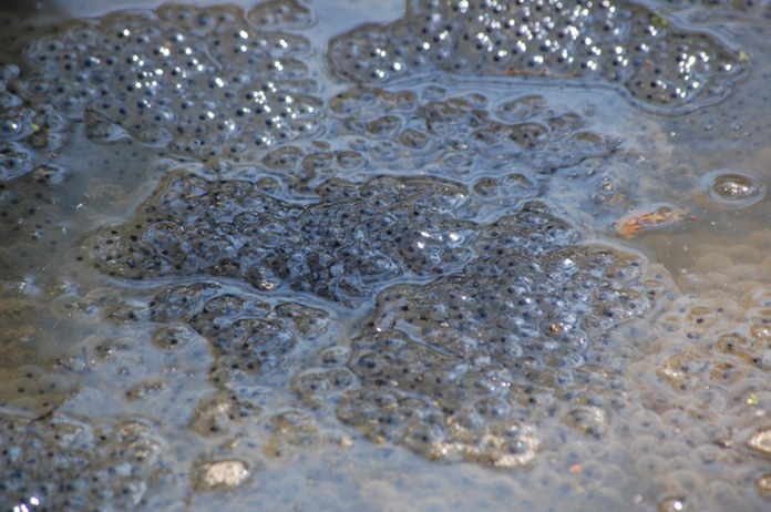 Kikkerdril | Beleef de Hoge Veluwe