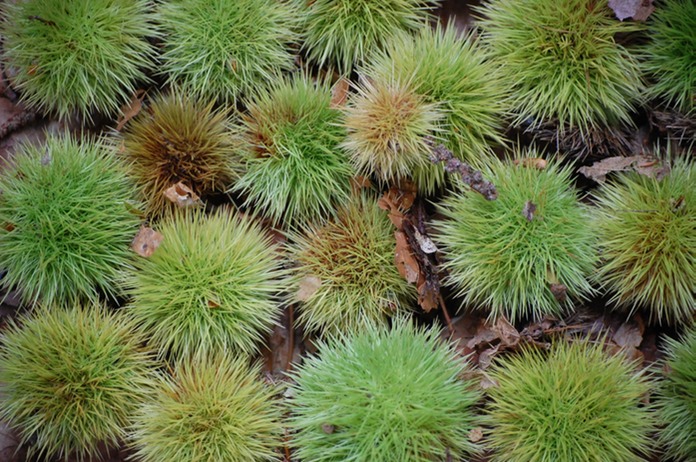 Spijkerbed | Beleef de Hoge Veluwe