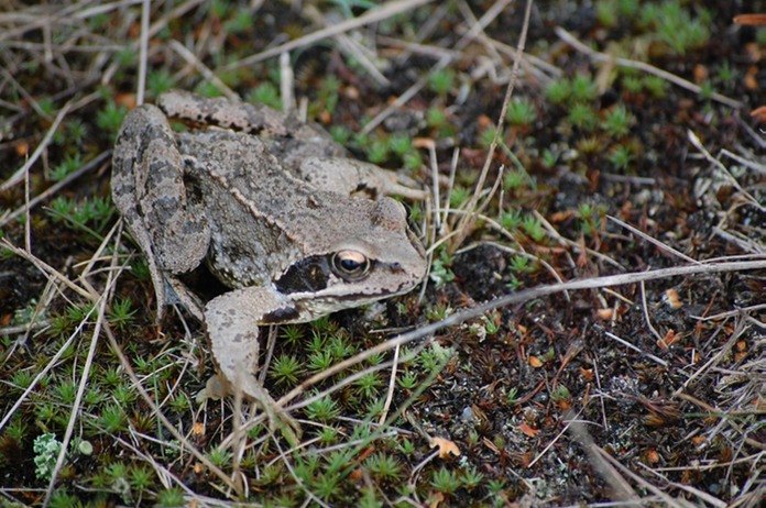 Springkikker | Beleef de Hoge Veluwe
