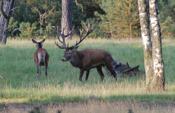 Edelhert en hinde | Beleef de Hoge Veluwe