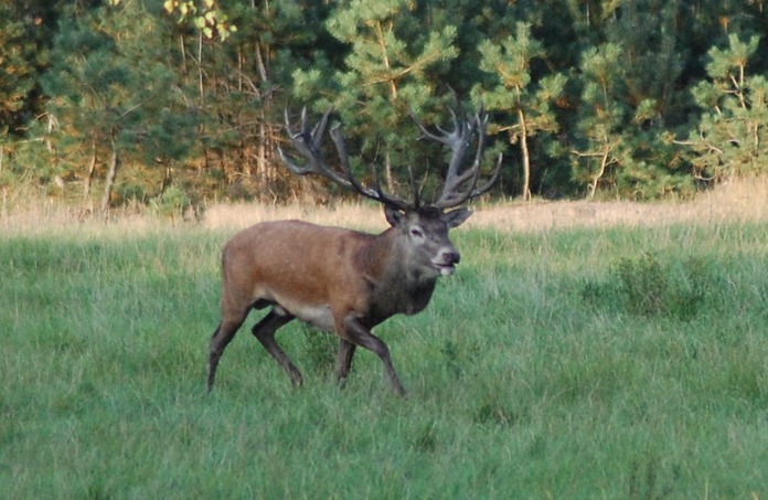 Edelhert | Beleef de Hoge Veluwe