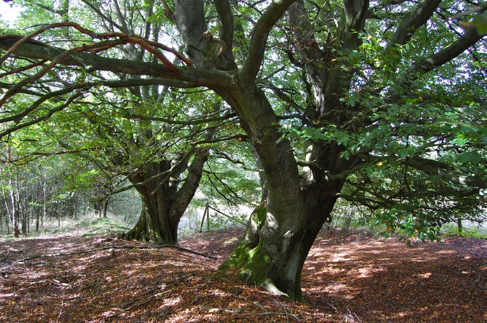 Oude bomen Oud Reemst | Beleef de Hoge Veluwe