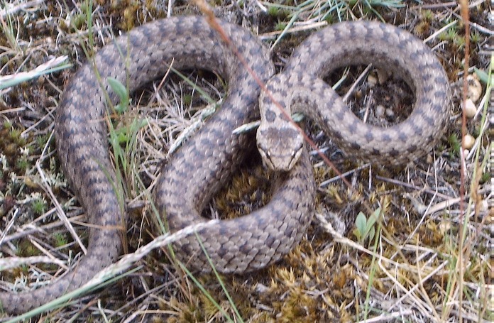 Gladde slang | Beleef de Hoge Veluwe